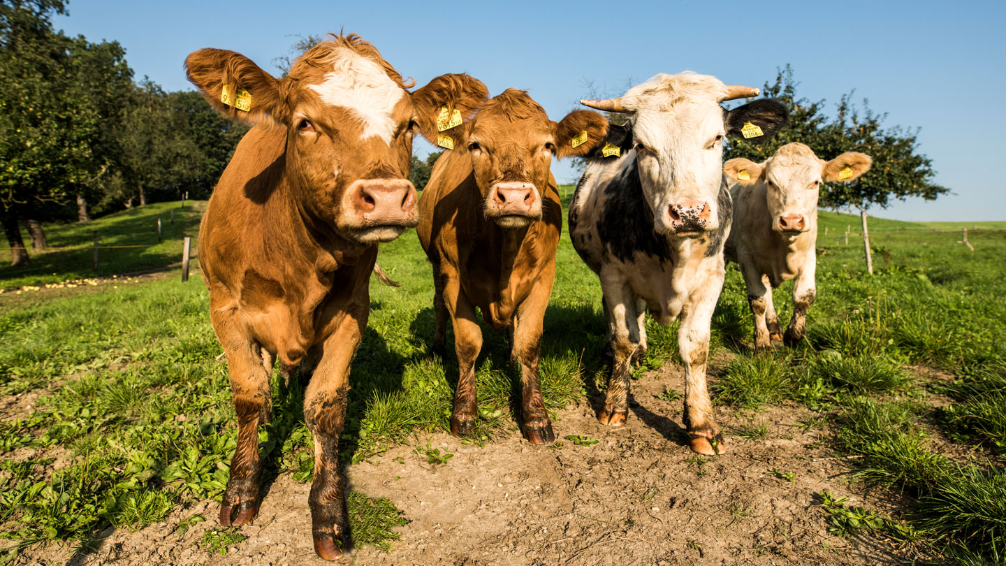 Fair zum Tier - Hofstädter